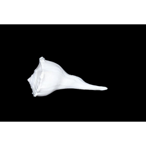 GiriAus - Right Hand Shankh | Dakshinavarti Shankh | Conch Shell