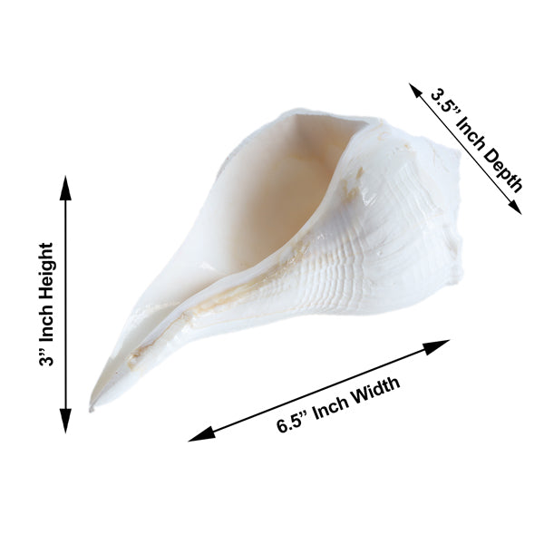 GiriAus - Right Hand Shankh | Dakshinavarti Shankh | Conch Shell