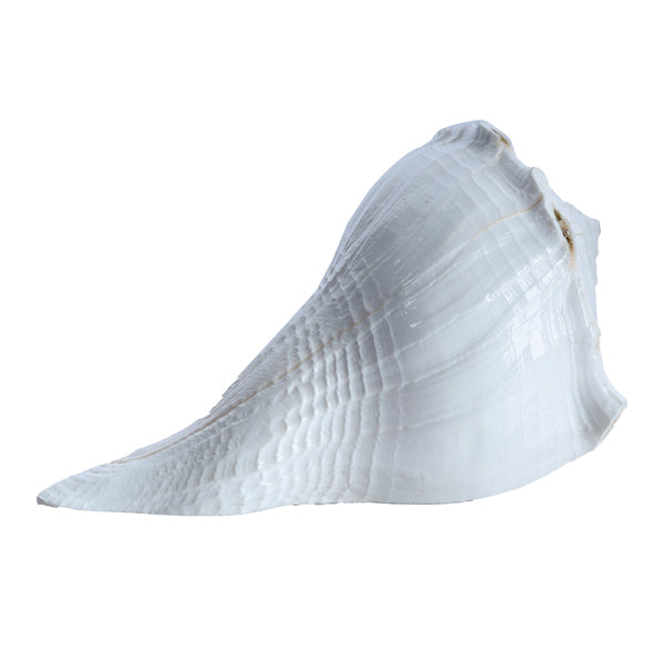 GiriAus - Right Hand Shankh | Dakshinavarti Shankh | Conch Shell