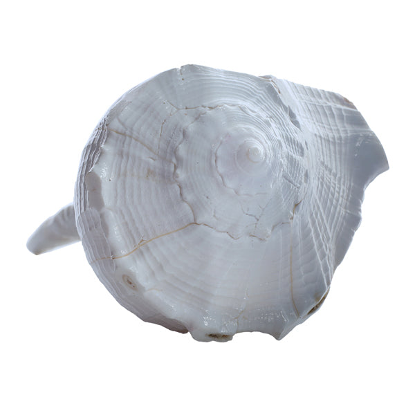 GiriAus - Right Hand Shankh | Dakshinavarti Shankh | Conch Shell