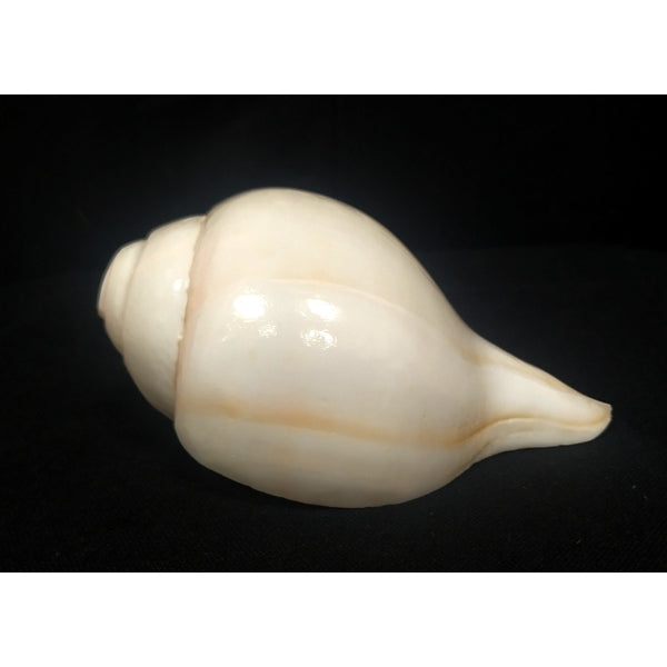 Buy Shankh | Blowing Shankh/ Pooja Shankh/ Shankha for Puja Online at ...